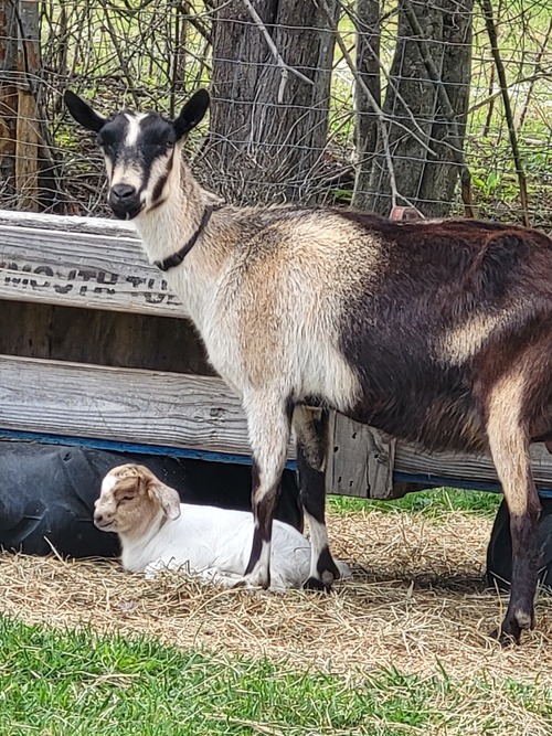Just for Fun: Reader Photos - November/December 2025 - Goat Journal